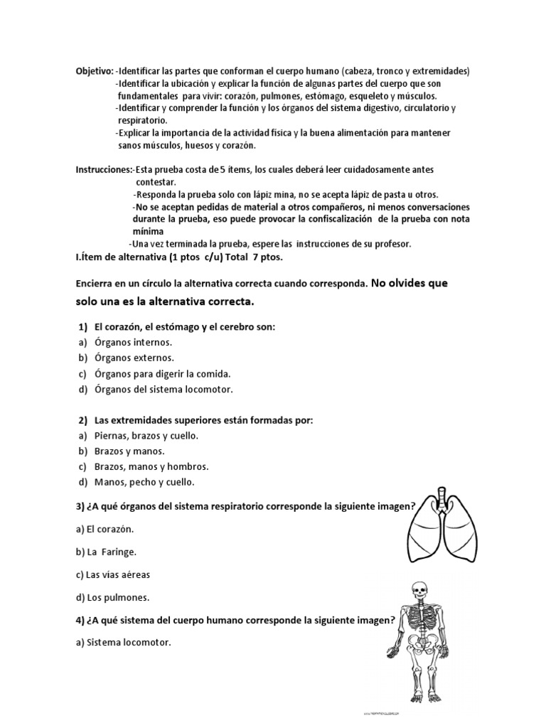 Prueba del Cuerpo Humano 2° Básico | PDF | Cuerpo humano | Digestión