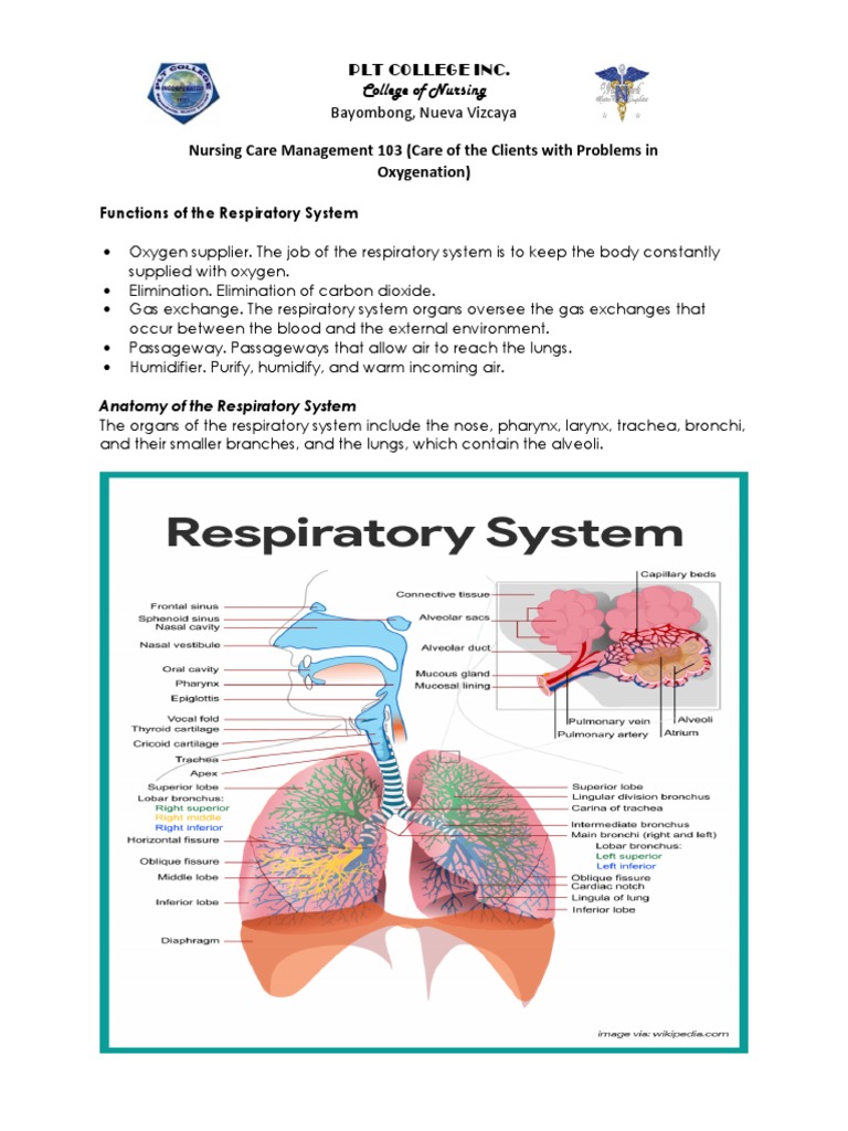 Respiratory System Anatomy, Assessment & Diagnostic Tests | PDF ...