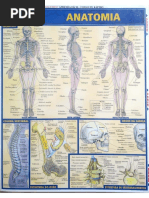 NETTER FLASH CARDS PORTUGUÊS - Colorido | PDF | Pescoço | Anatomia