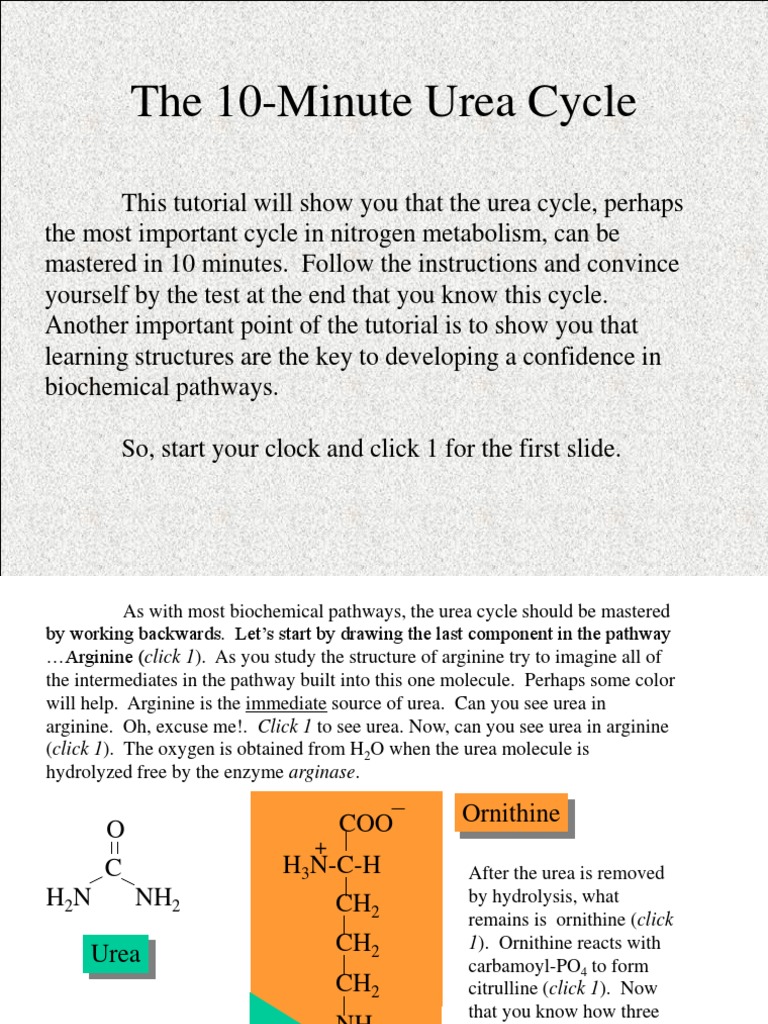 Urea Cycle | PDF | Arginine | Structural Biology