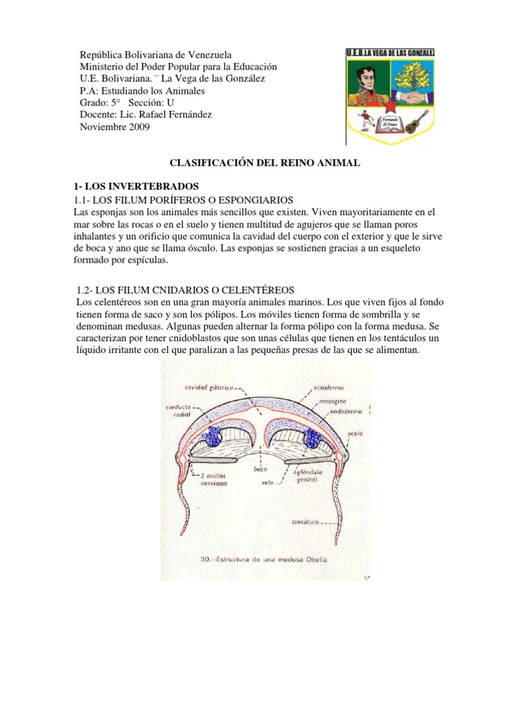Clasificación de Invertebrados | PDF | Esponja | Organismos