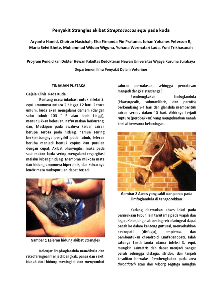 Strangles Kuda | PDF