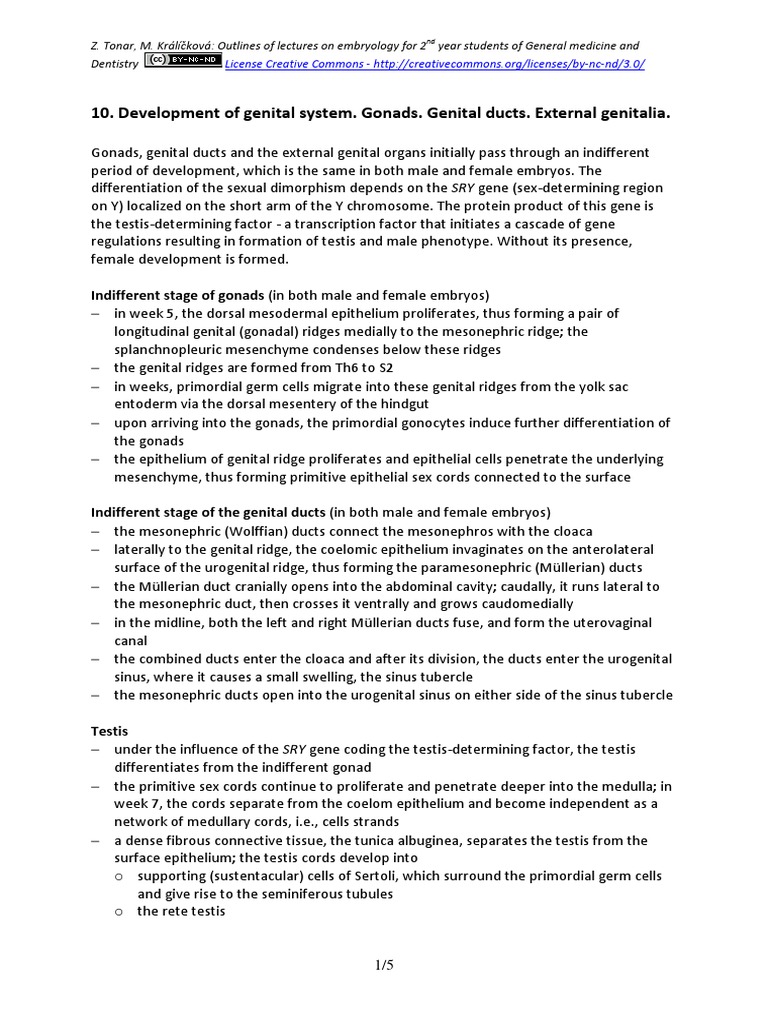 Development of the Genital System: An Overview of the Indifferent Stage ...