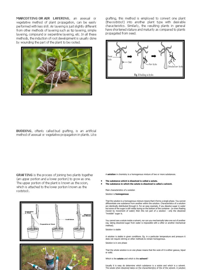 Marcotting | PDF | Solution | Grafting