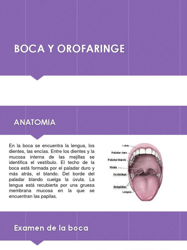 Boca y Orofaringe | PDF | Lengua | Boca