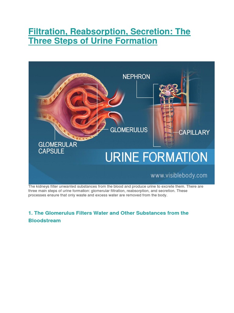 The Three Steps of Urine Formation: Glomerular Filtration, Reabsorption ...