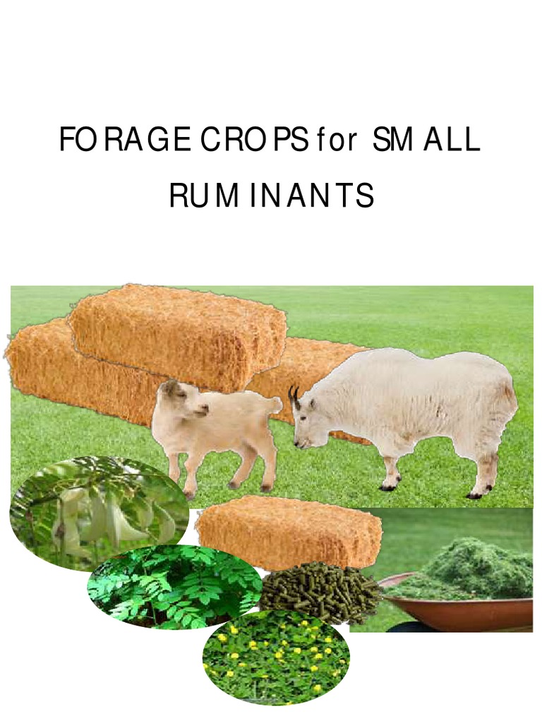 A Comprehensive Guide to Selecting Forage Crops for Small Ruminant ...