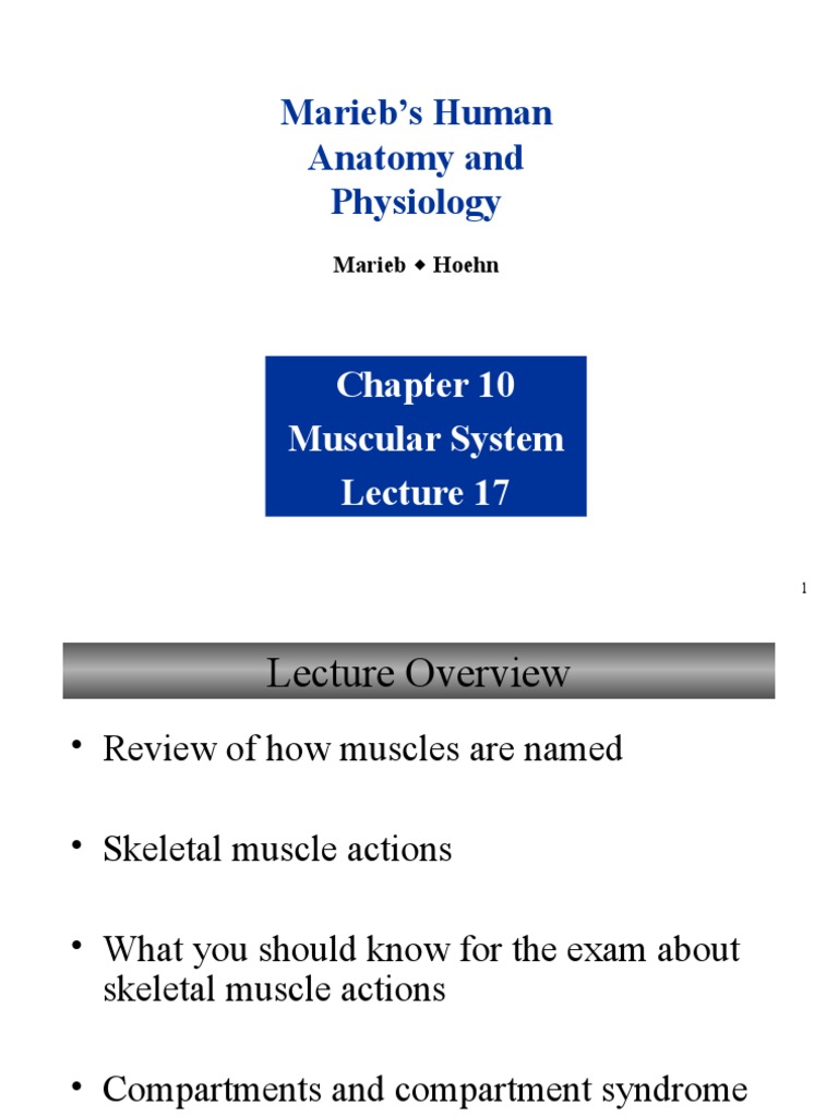 Marieb - Chapter 10 Muscular System Lecture 17 | PDF | Anatomical Terms ...