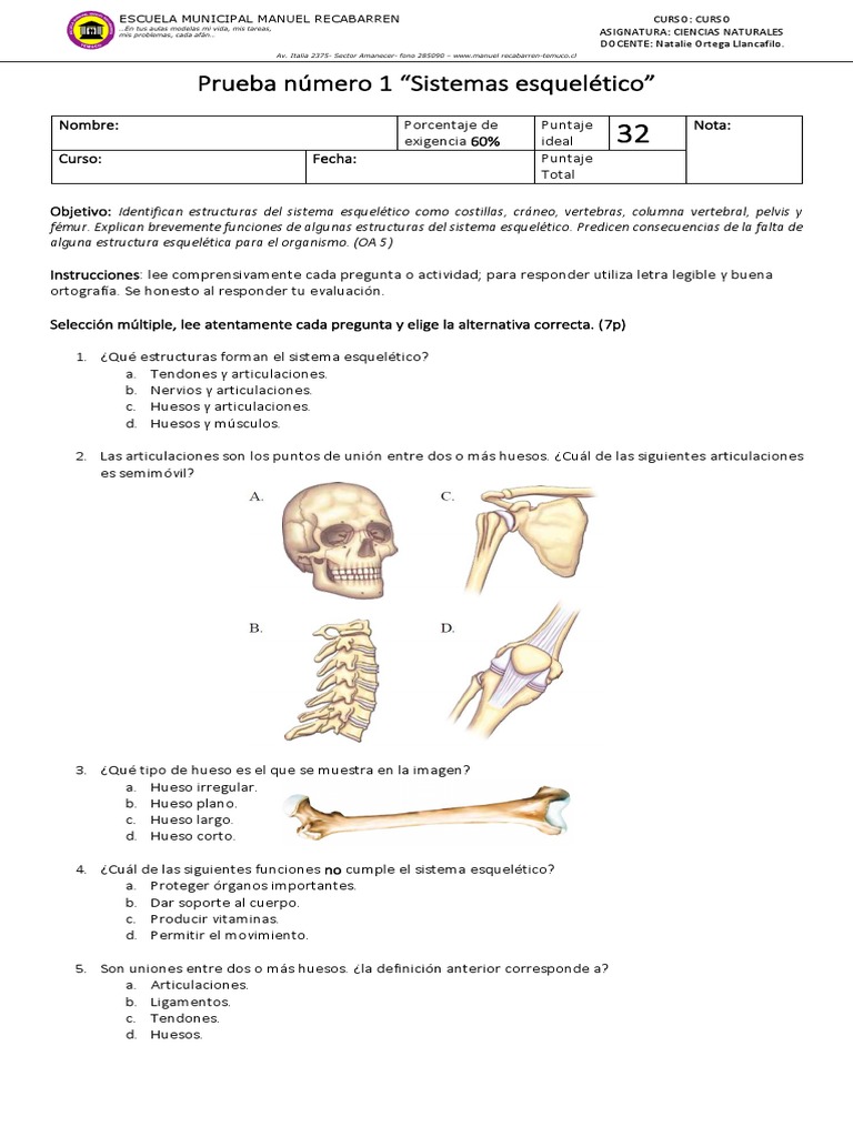 Prueba Numero 1 SISTEMA ESQUELETICO. 4° | PDF | Hueso | Articulación
