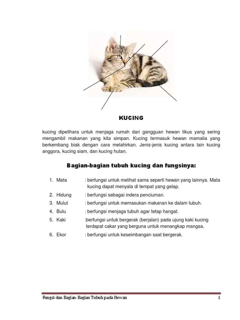 Bagian dan Fungsi Tubuh Kucing | PDF | Kajian Bahasa Asing | Kesehatan ...