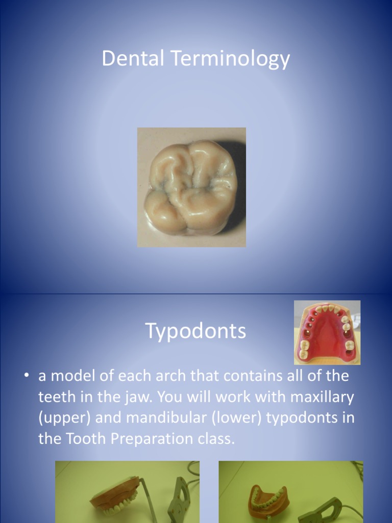 Dental Terminology | PDF | Human Tooth | Human Anatomy