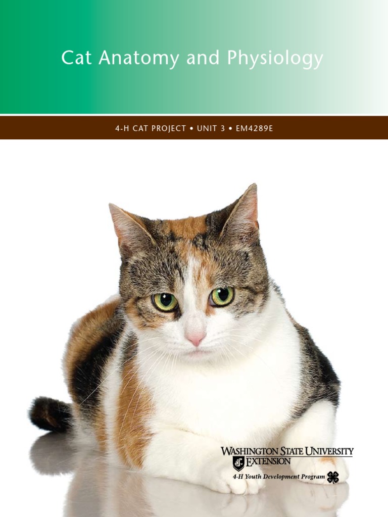Cat Anatomy and Physiology | PDF | Lung | Felidae