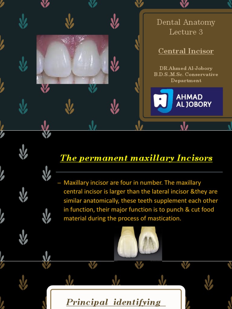 3 Dental Anatomy Central Insicor Lec 3 | PDF | Mouth | Dentistry Branches