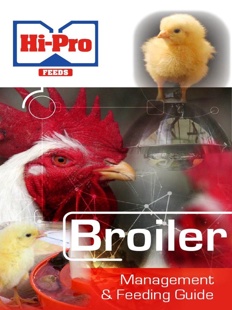 Broiler: Management & Feeding Guide | PDF | Broiler | Birds