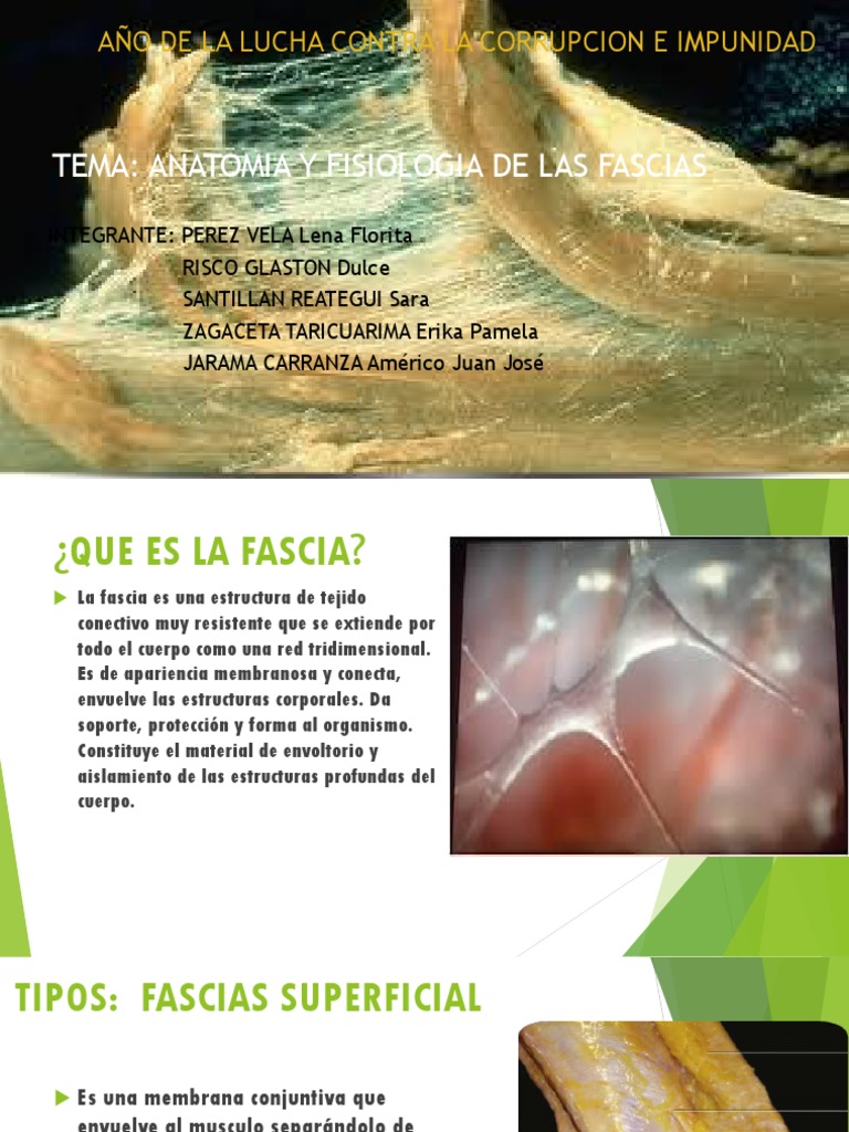 Anatomía y Funciones de las Fascias | PDF | Anatomía | Fisiología