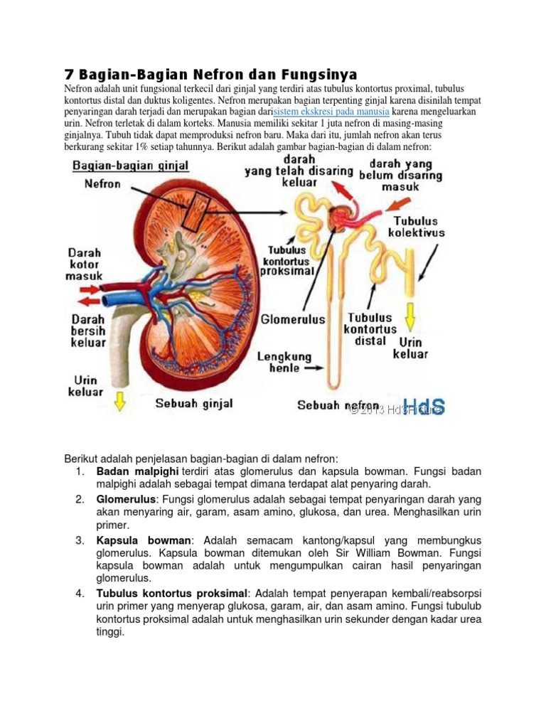 7 Bagian Nefron | PDF