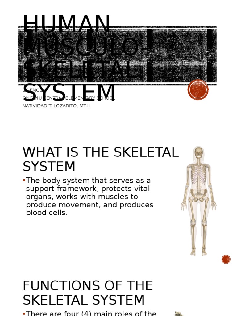 Human Musculo-Skeletal System Grade 6 | PDF | Skeleton | Bone