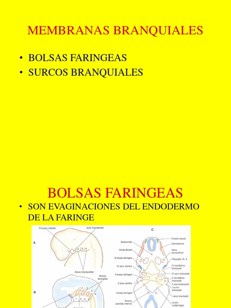 Membranas Branquiales y Faríngeas | PDF