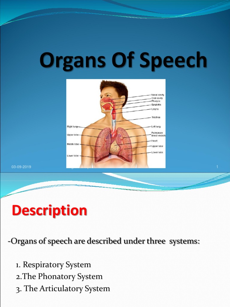 Organs of Speech | PDF | Larynx | Speech