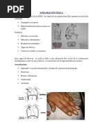 Cápsula de Glisson | PDF | Tejido adiposo | Riñón