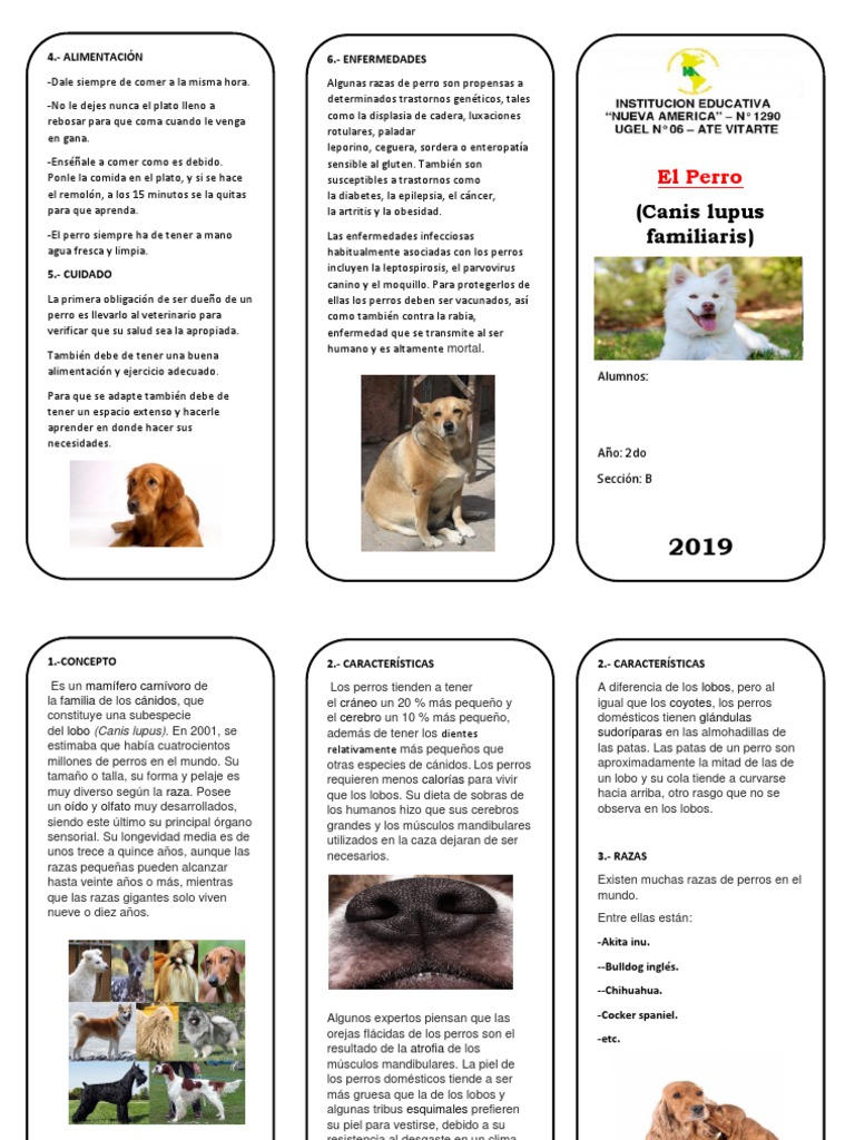 Perros Triptico | PDF | Perros | Subespecie De Canis Lupus