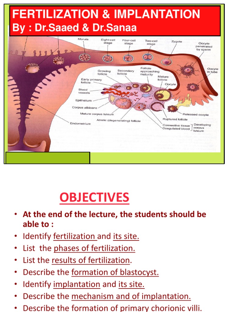 2-Fertilization & Implantation.ppt | Implantation (Human Embryo ...