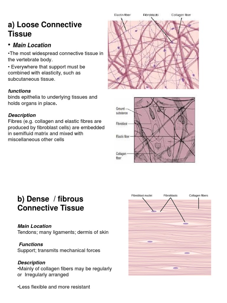 A) Loose Connective Tissue: Main Location | PDF