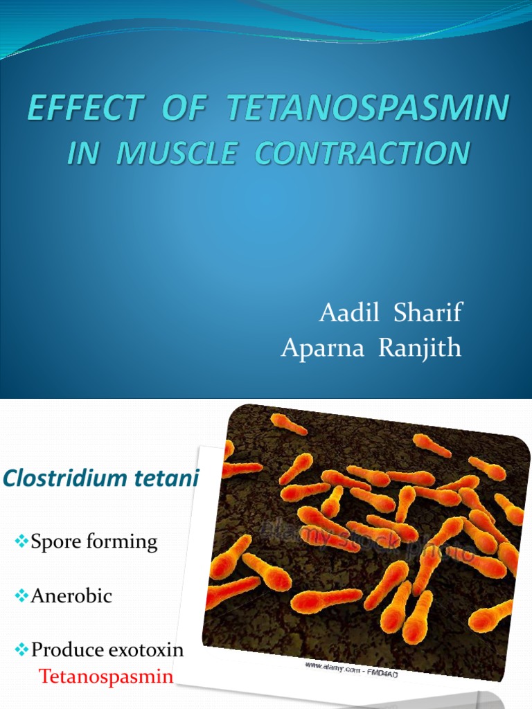 Effect of Tetanospasmin | PDF | Pediatrics | Medical Specialties