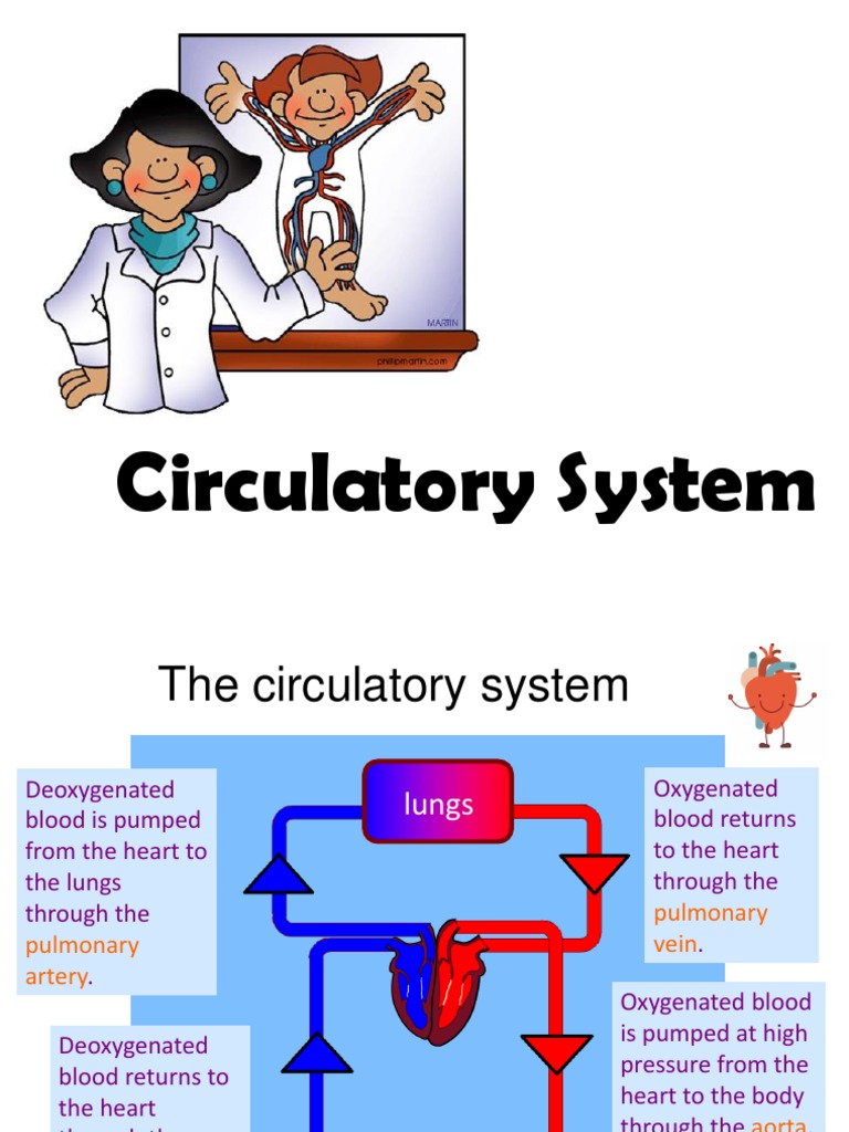 Overview of the Circulatory System | PDF | Heart | Circulatory System