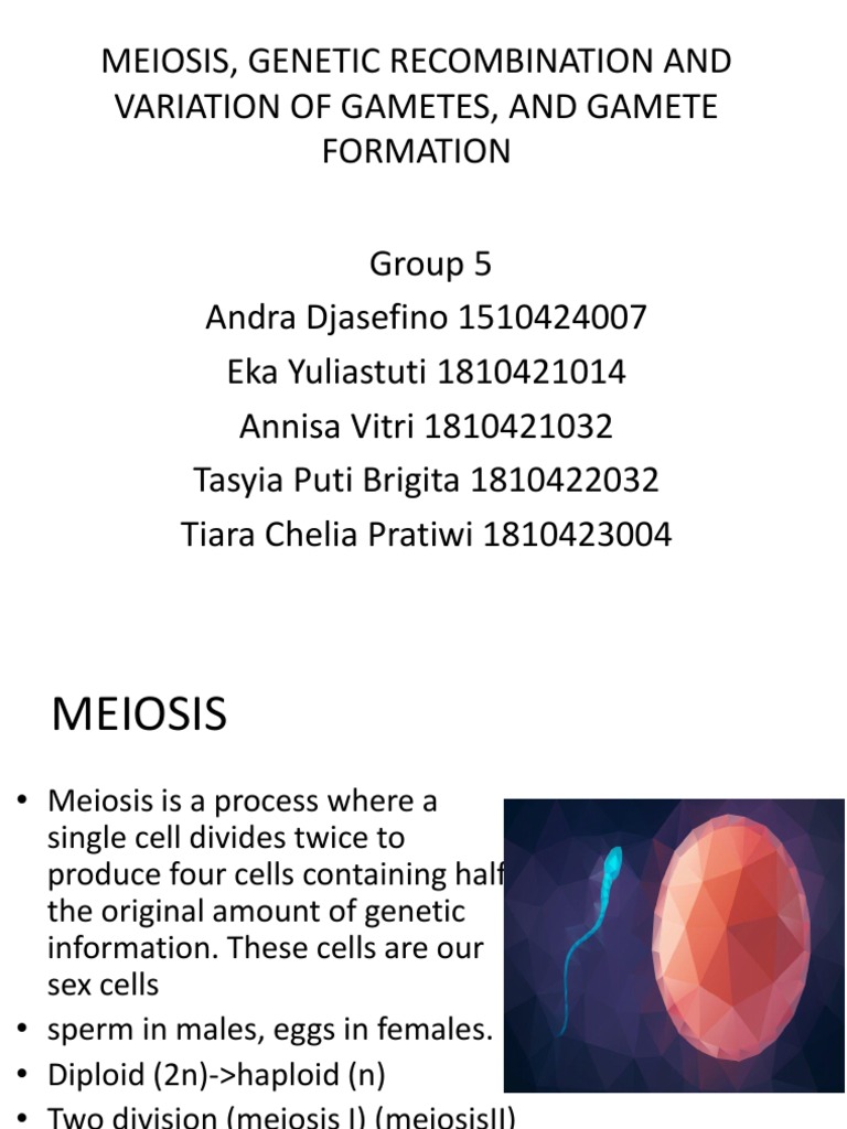Meiosis, Genetic Recombination and Variation of Gametes | PDF | Meiosis ...