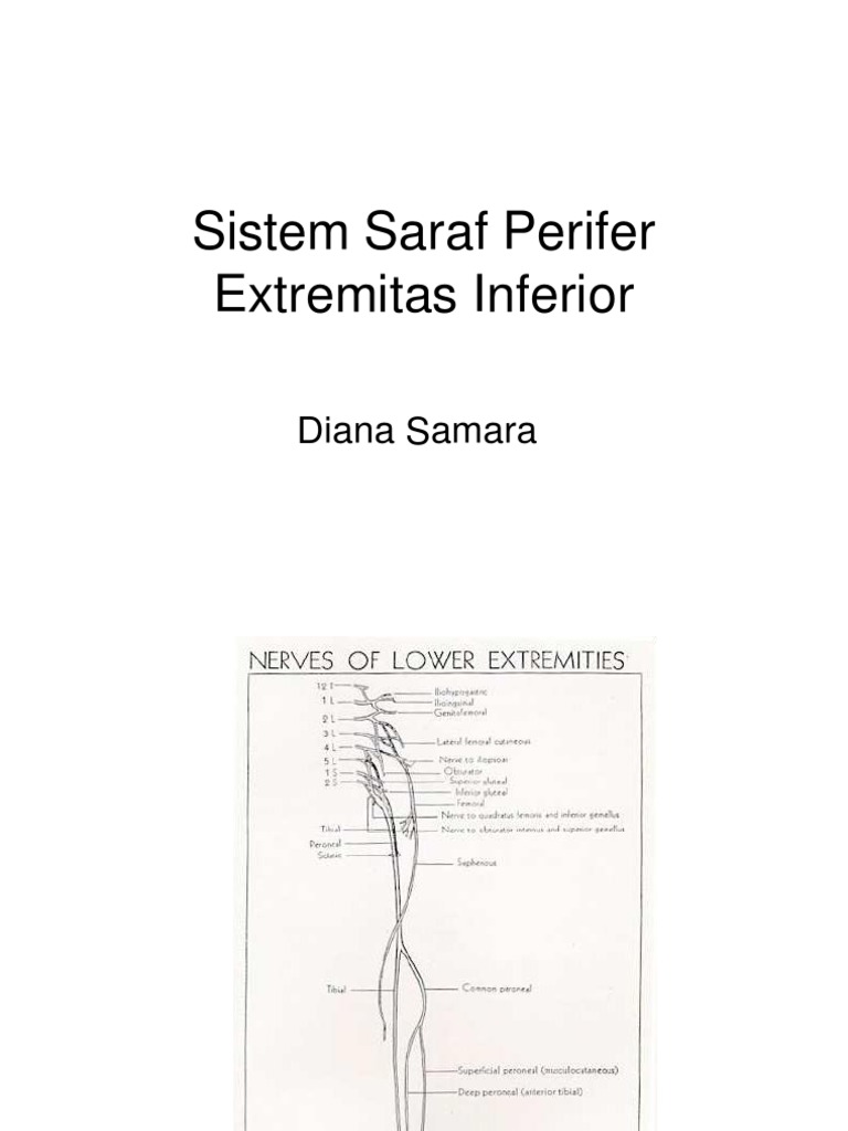 Saraf Perifer Inferior | PDF