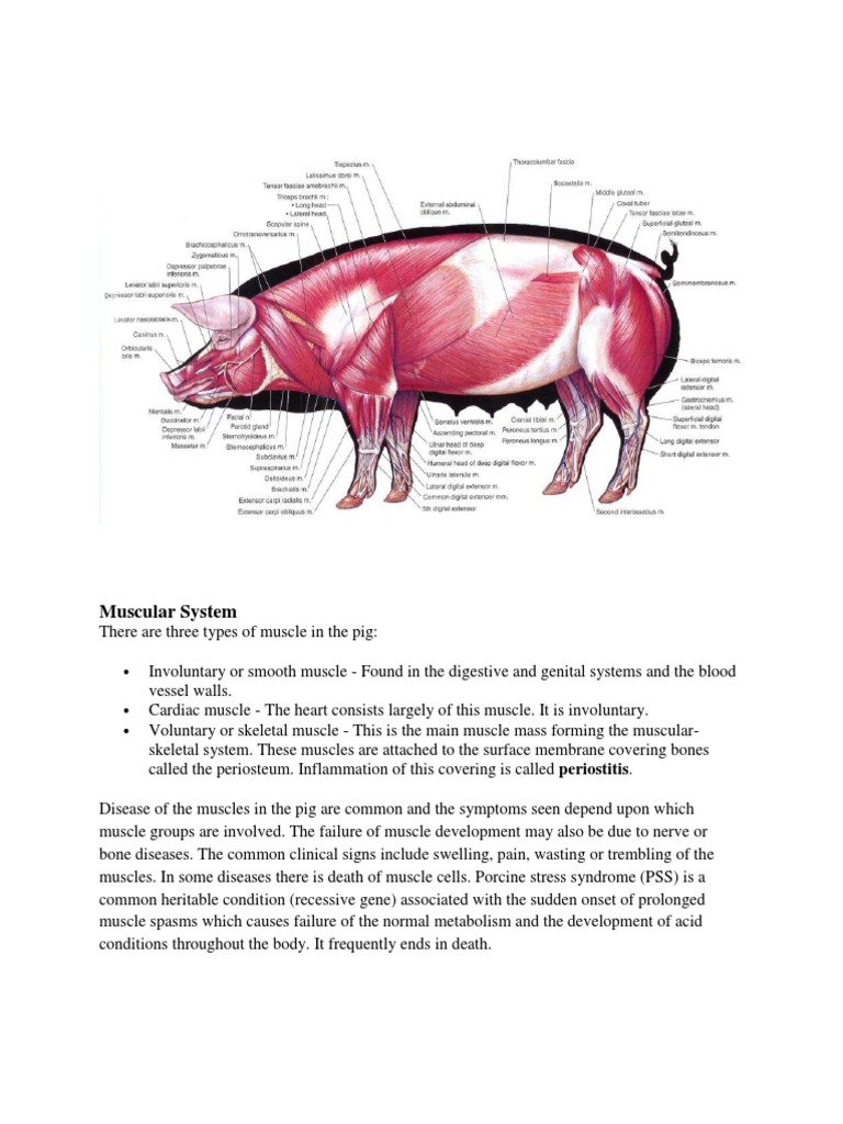 Pig Anatomy | PDF | Vein | Artery