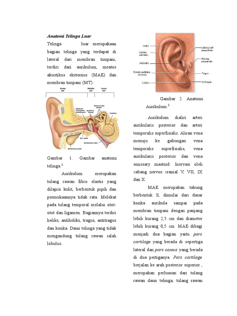 Anatomi Telinga | PDF | Ilmu Sosial | Kajian Bahasa Asing