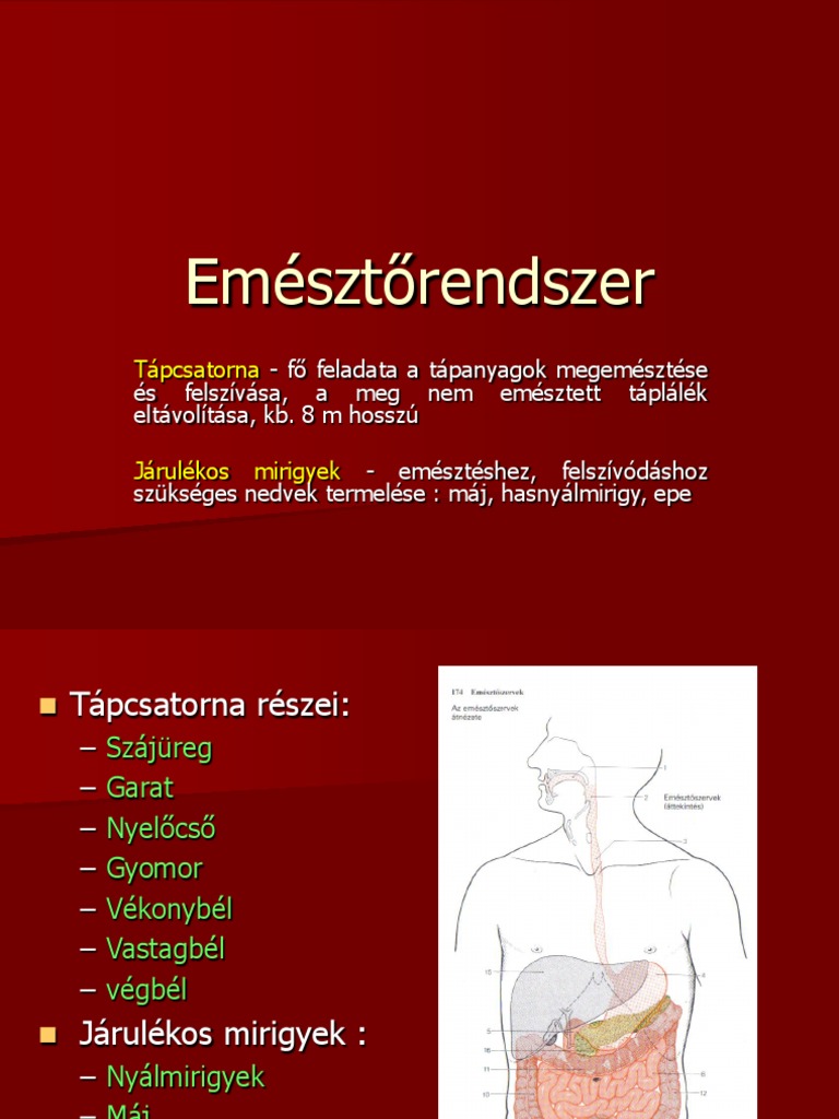 Emesztorendszer | PDF