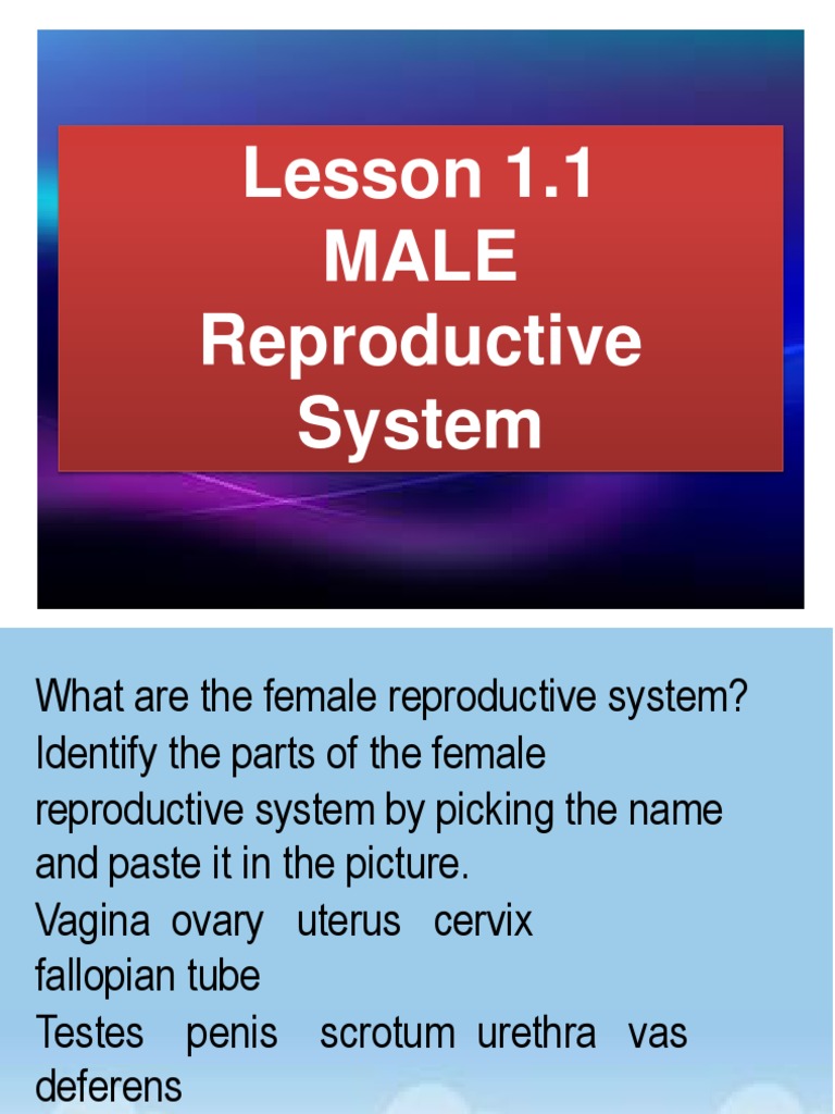 Science PPT Male Rep System 1.1 | PDF | Reproductive System | Reproduction
