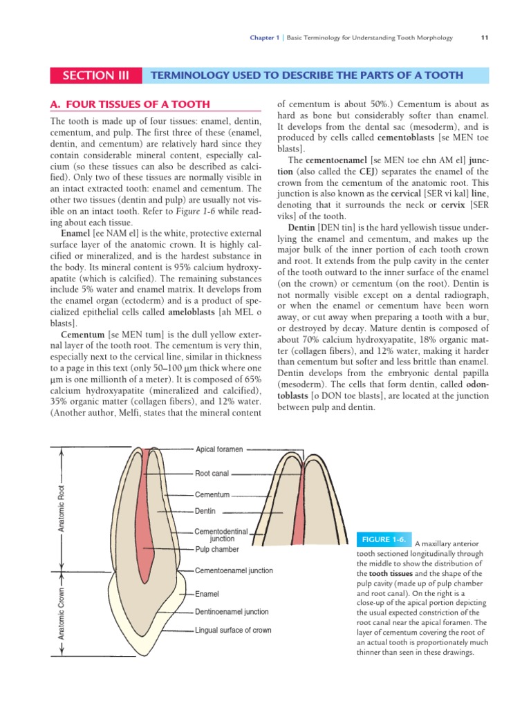 Section Iii: A. Four Tissues of A Tooth | Download Free PDF | Dentin ...