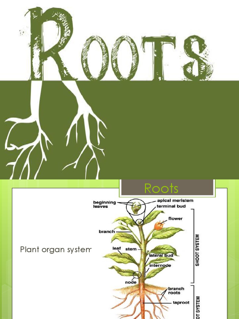 Root System | PDF | Root | Tissue (Biology)