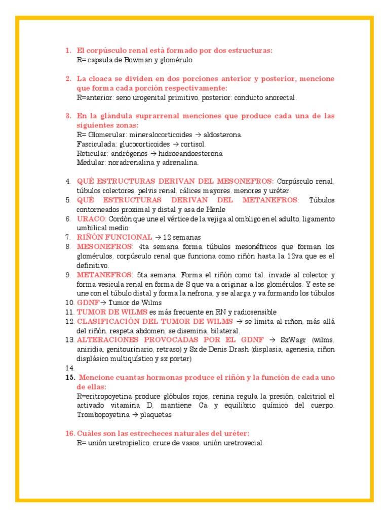 Guía Uro Primer Parcial | PDF | Riñón | Sistema endocrino