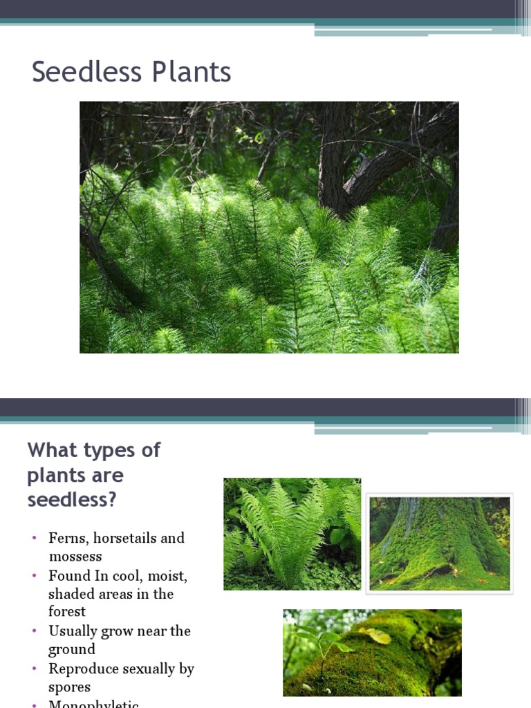Seedless Plants | PDF | Plants | Spore