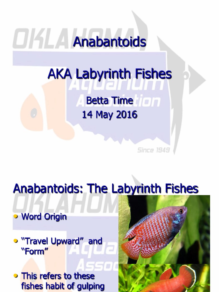 Anabantoids Betta Time | PDF | Fish | Organisms