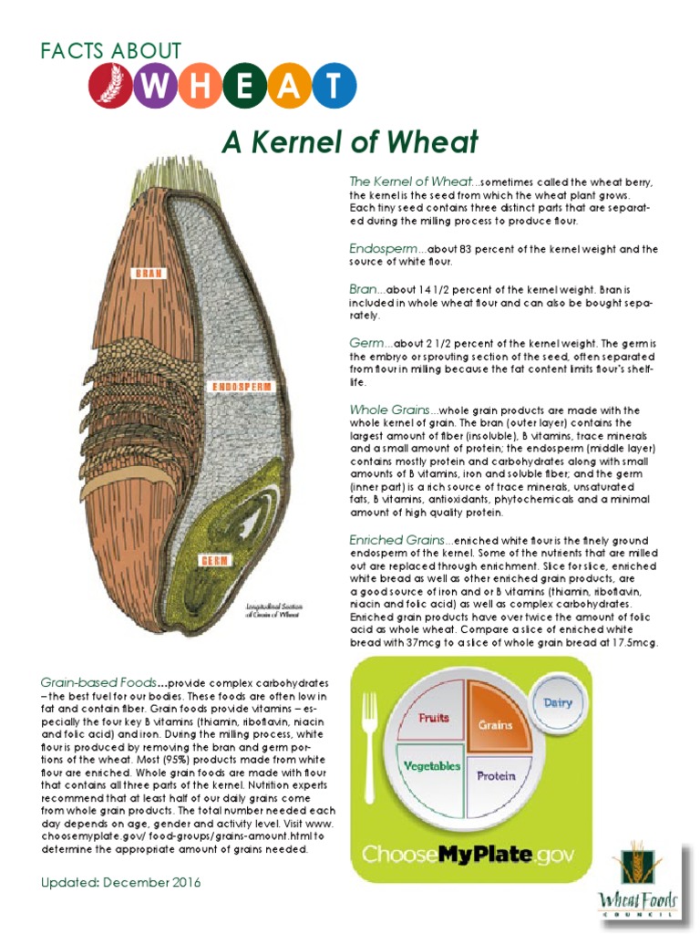 Structure and Nutrition of Wheat Kernel | PDF | Whole Grain | Flour