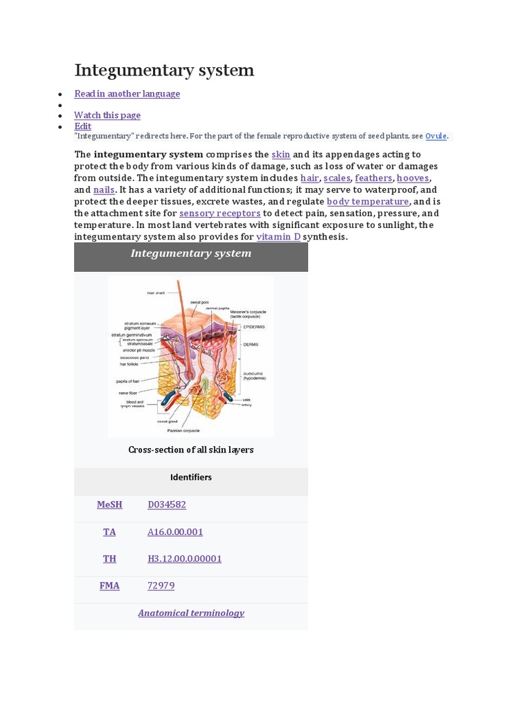Integumentary System: Skin Hair Scales Feathers Hooves Nails Body ...