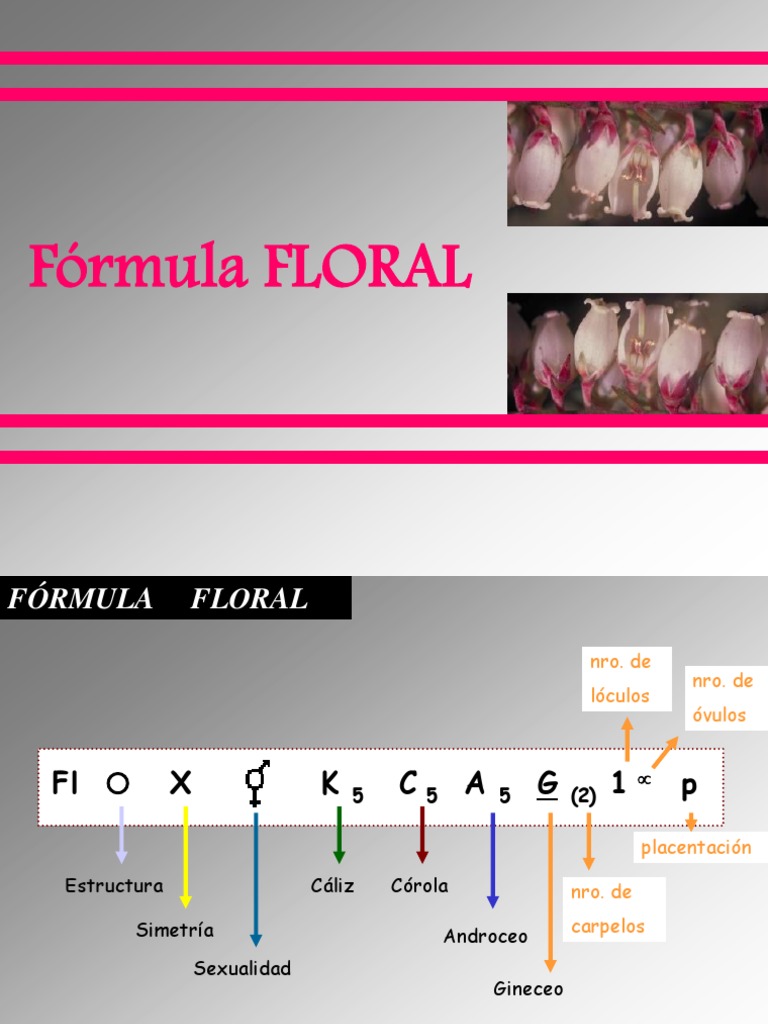 Fórmula Floral 2016 para Entorno | PDF | Flores | Sistema reproductivo
