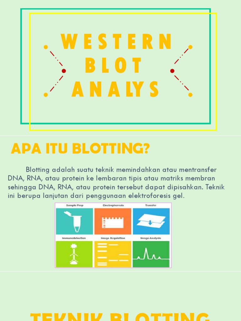 Western Blot | PDF