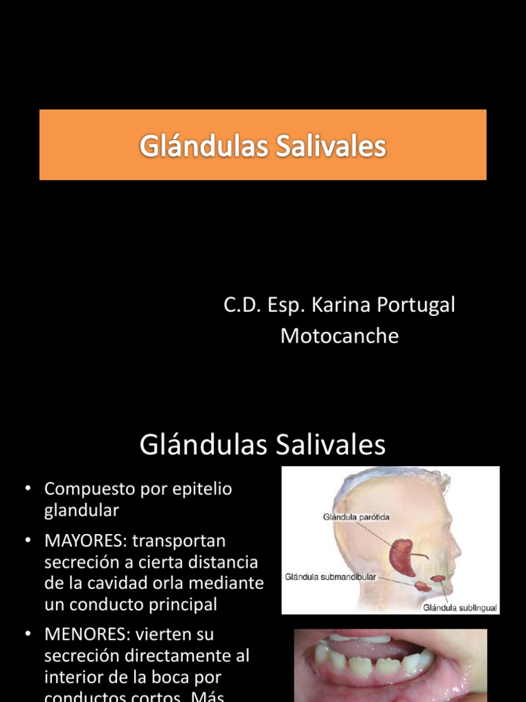 Anatomía de las Glándulas Salivales | PDF | Membrana mucosa | Epitelio