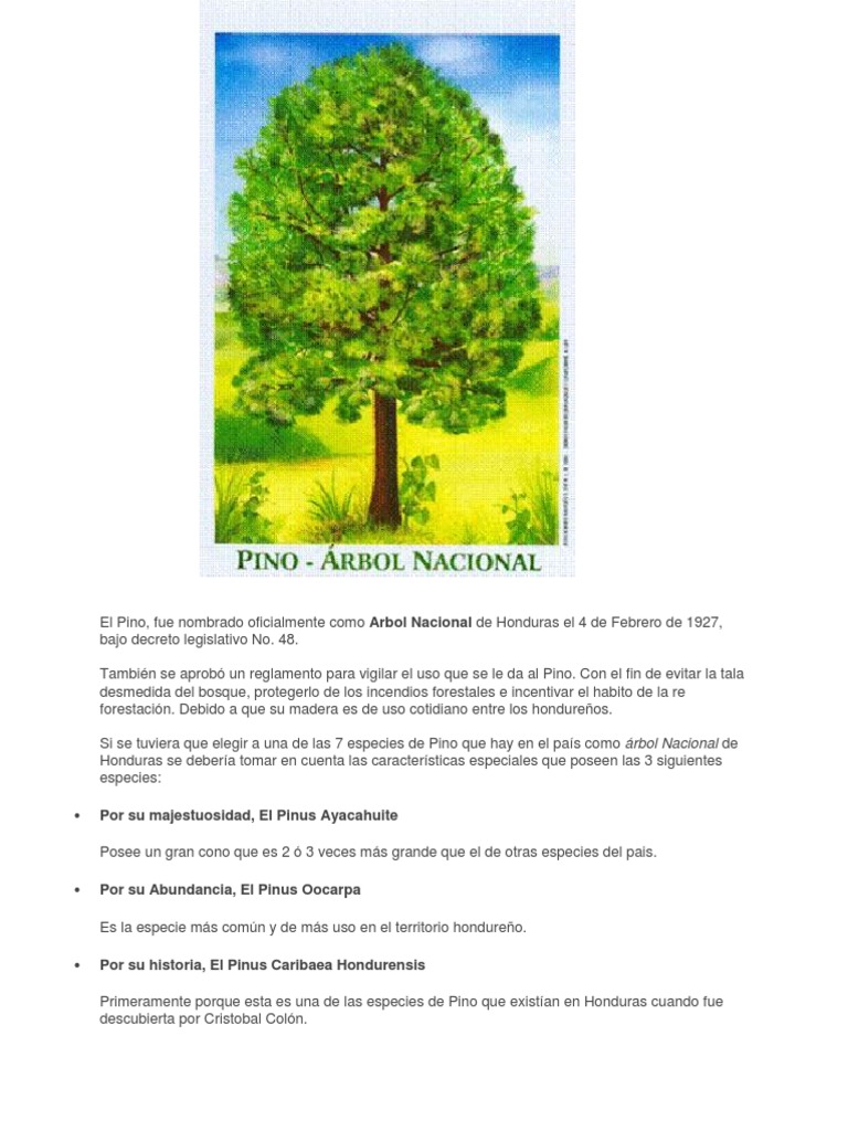 El Pino | PDF