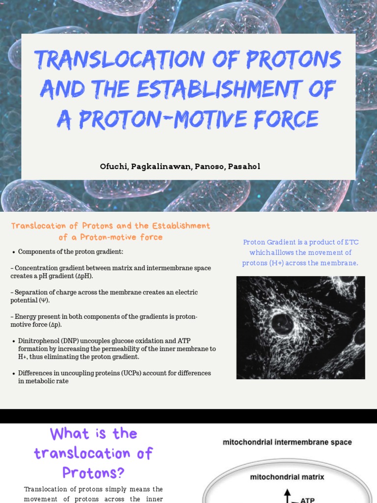 Translocation of Protons and The Establishment of A Proton-Motive Force ...