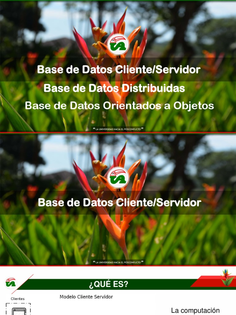 Diseño de Base de Datos Cliente Servidor | PDF | Modelo cliente-servidor | Bases de datos