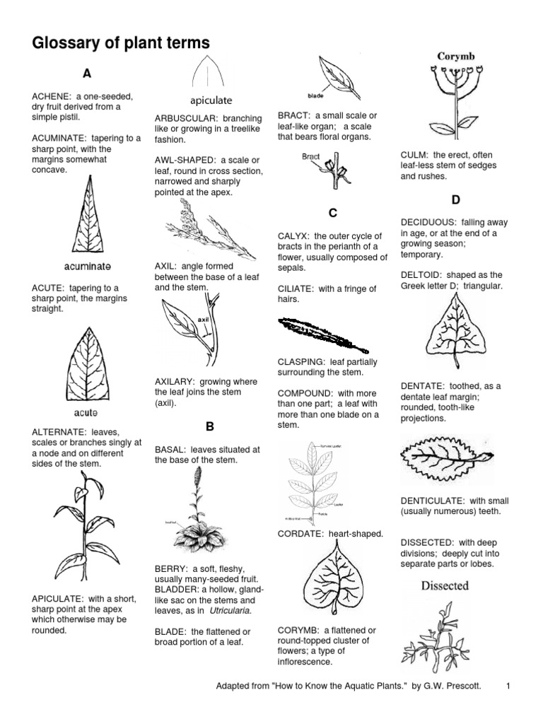 Glossary of Plant Terms | PDF | Leaf | Flowers