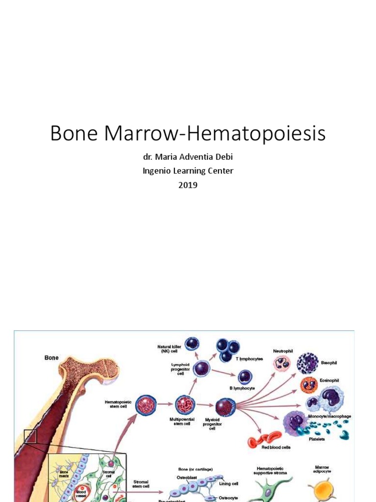 Bone Marrow-Hematopoiesis by Debi-IngenioSub | PDF